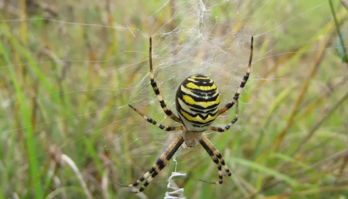 Black spider with yellow spots store
